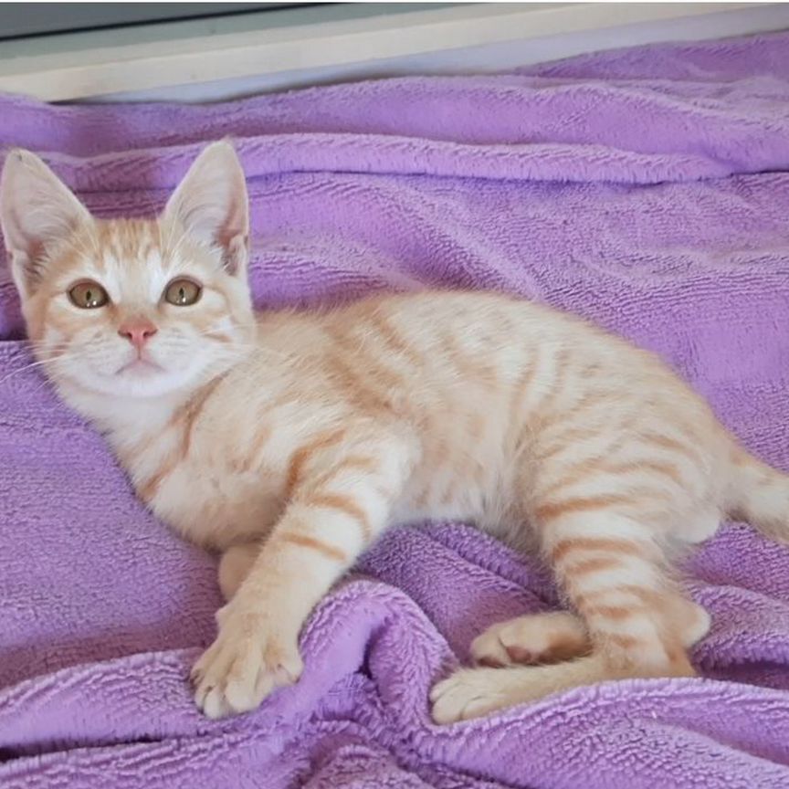 Котёнок ищет хороших хозяев