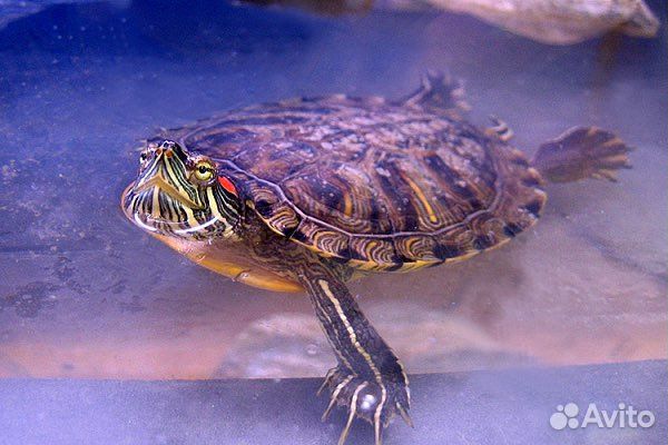 Красноухая черепаха