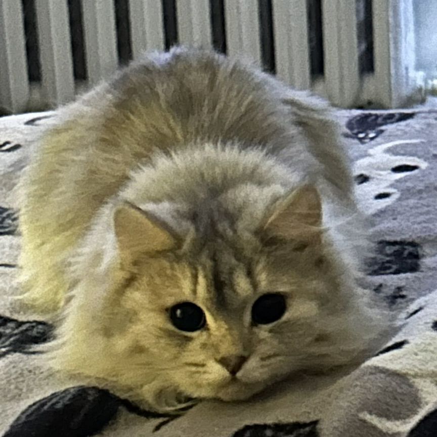 Смесь британской