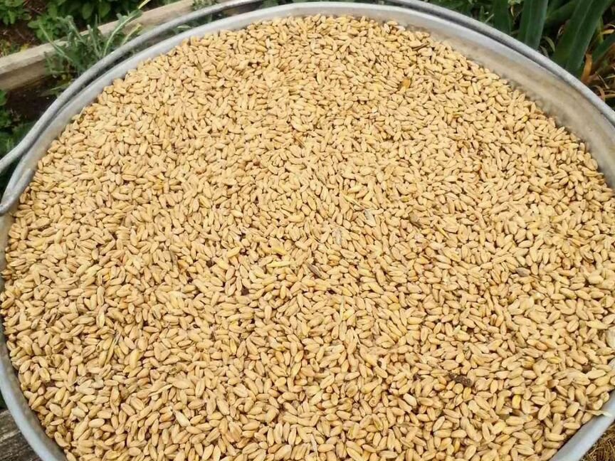 Зерно пшеница