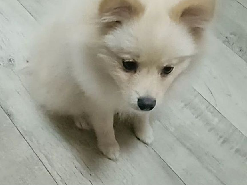 Щенки шпица