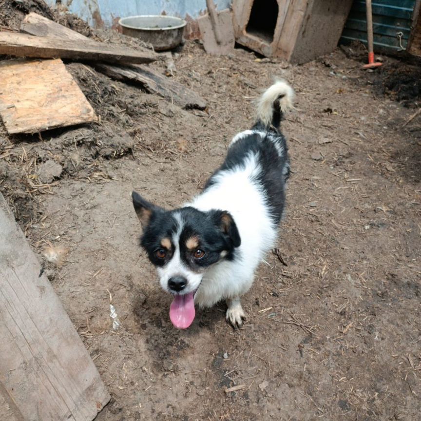 Мелкий собакин, Гриша