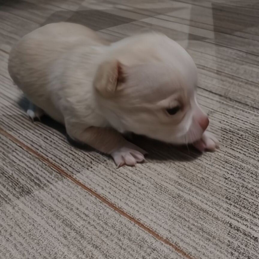 Чихуахуа, щенок