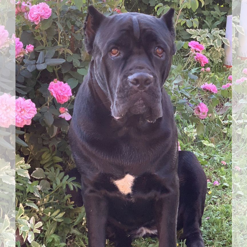 Ищу кобеля для вязки Кане Корса