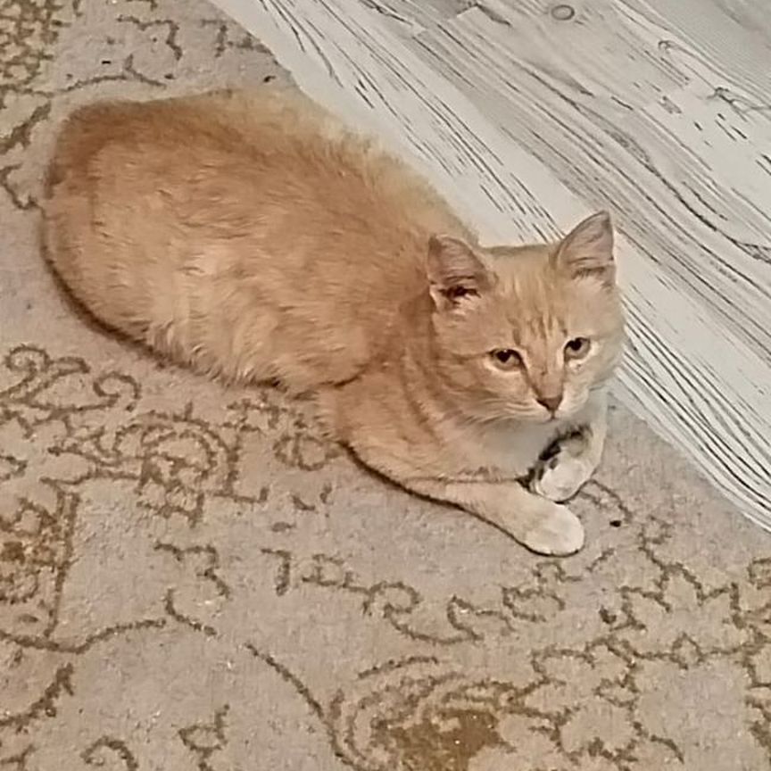 Ищу дом для котика(лейкозника)