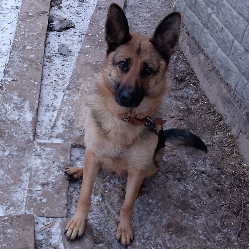 Восточноевропейская овчарка, взрослая собака