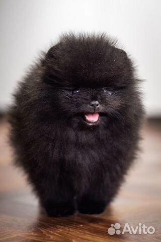 Шикарный черный мальчик померанский шпиц