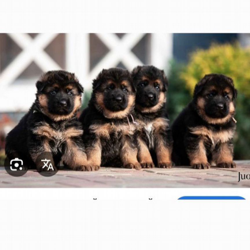 Немецкая овчарка, щенок