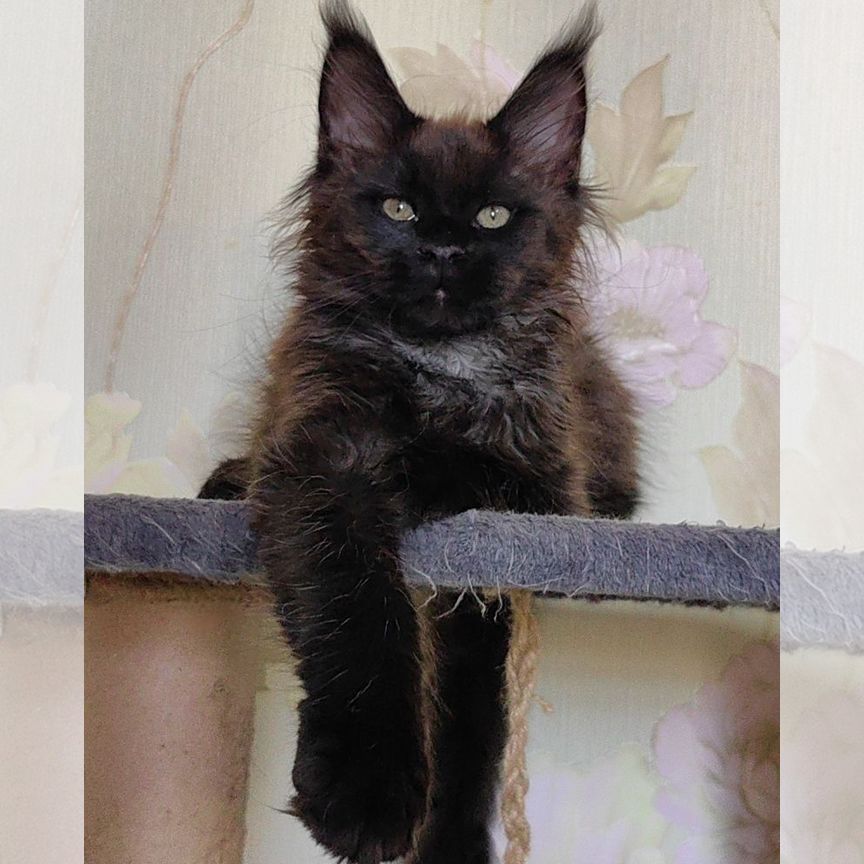 Мейн-кун котёнок