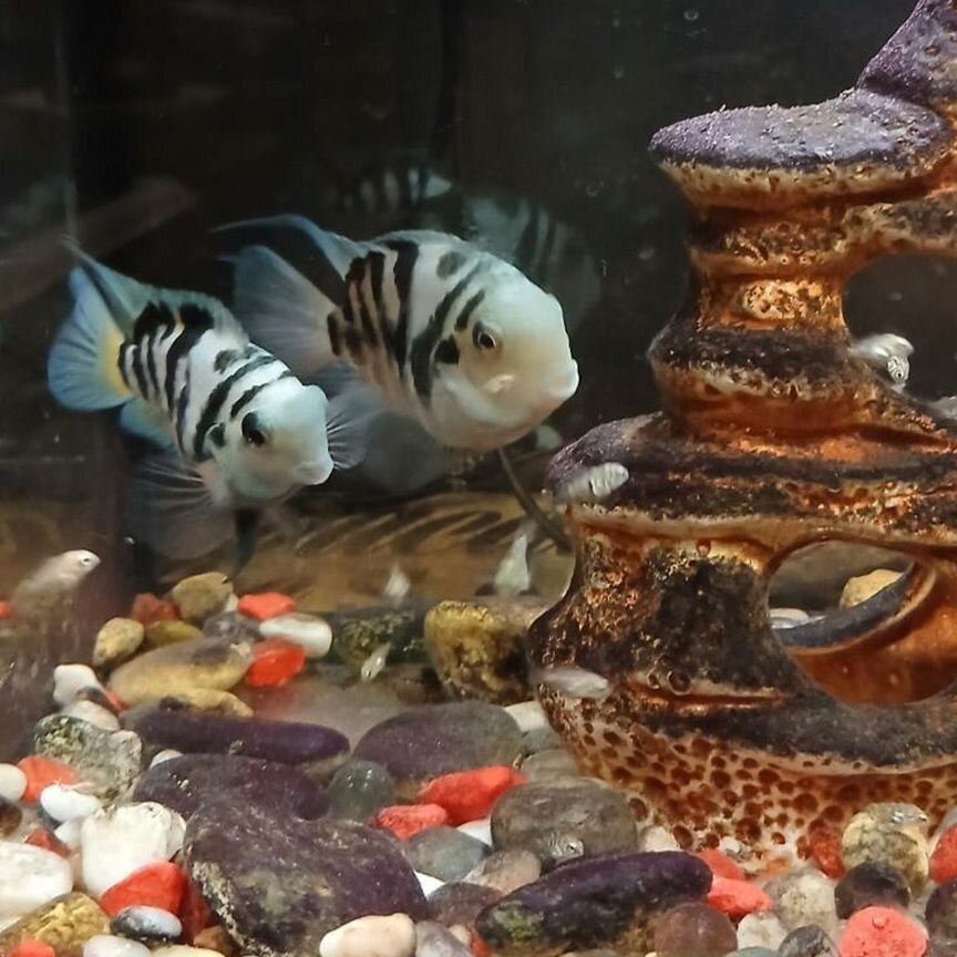 Аквариумные рыбки цихлиды