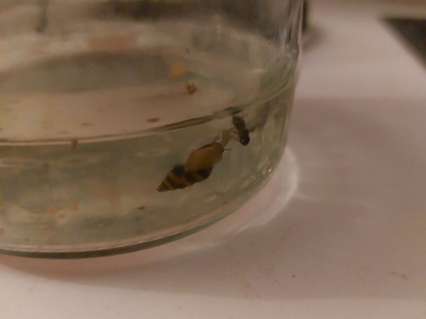 Улитка Хелена