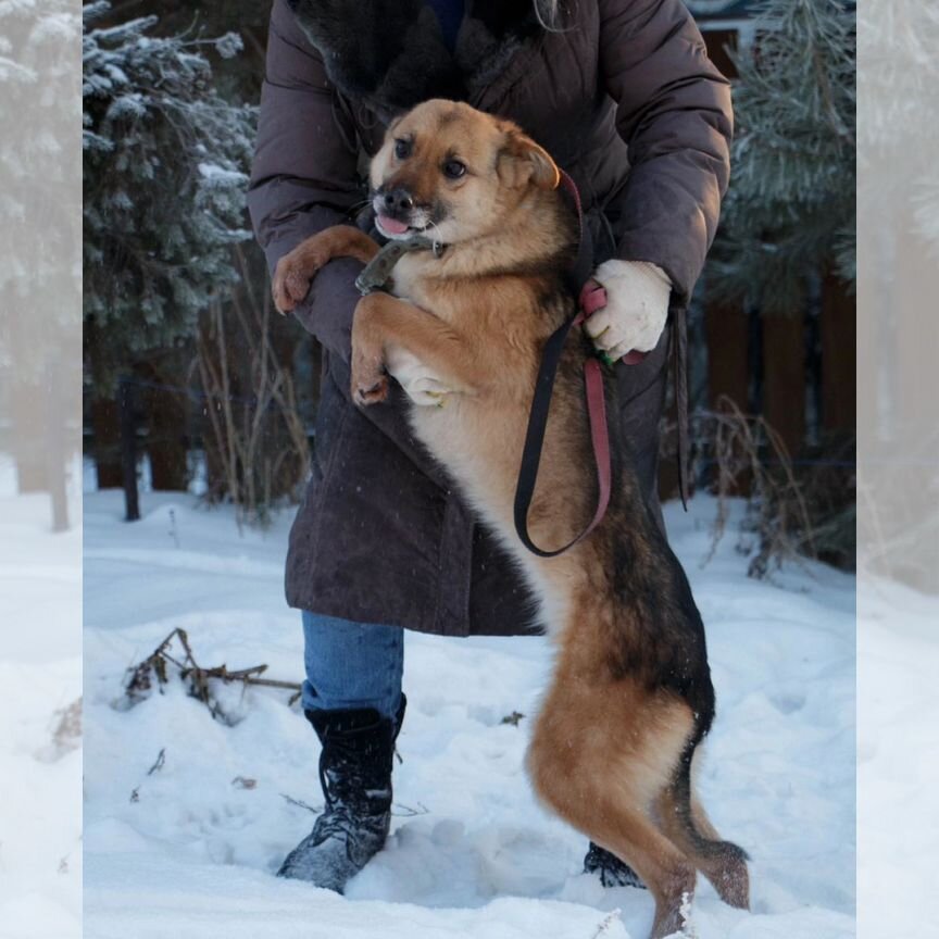 Милая собачка Мила