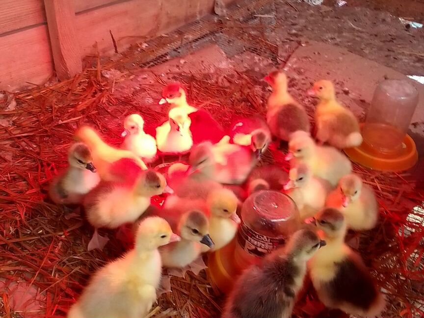 Гусята 5дней