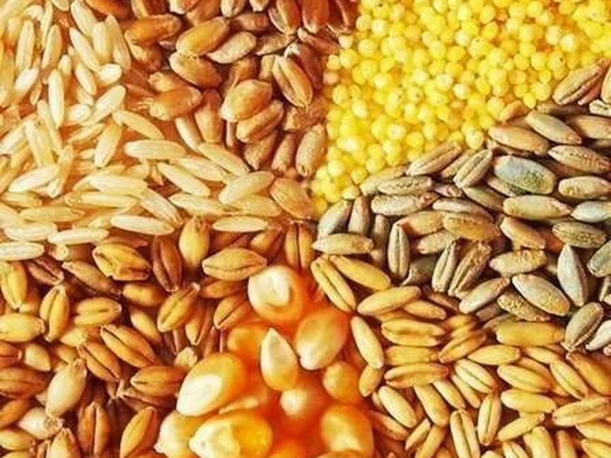 Зерно пшеница