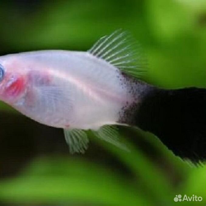 Пецилия Панда (арт 5075)