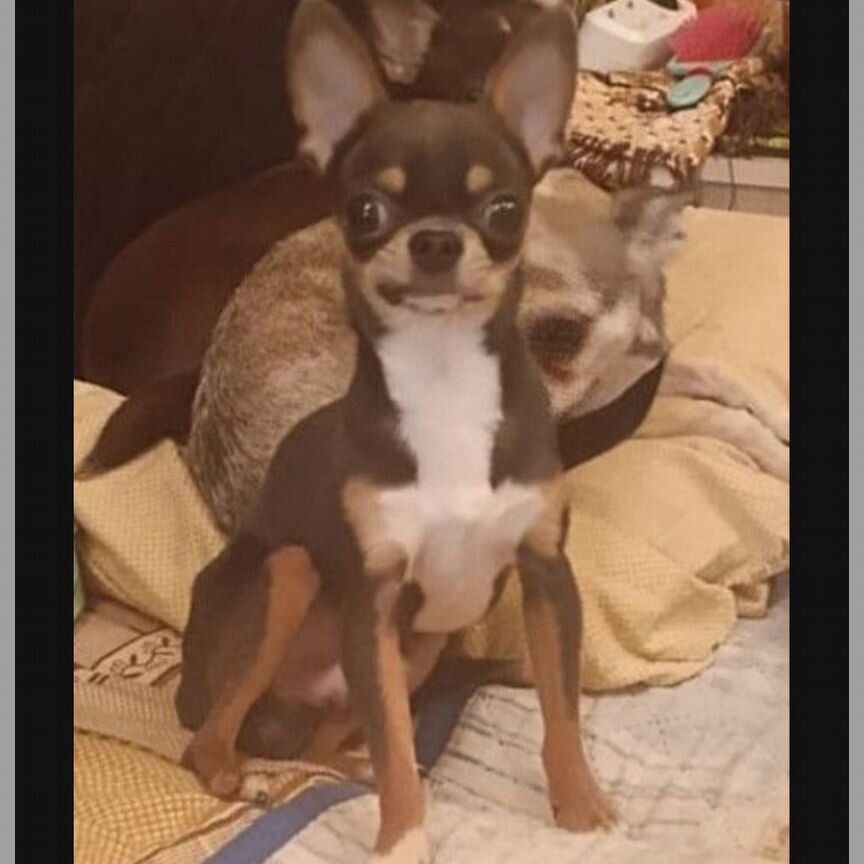 Чихуахуа мальчик супермини