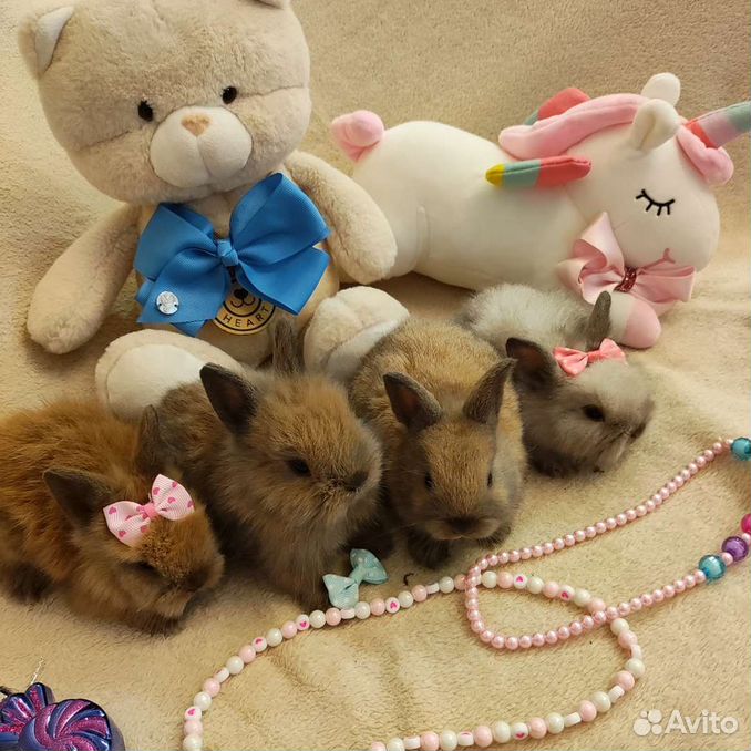 Мини Кролики декоративные из питомника