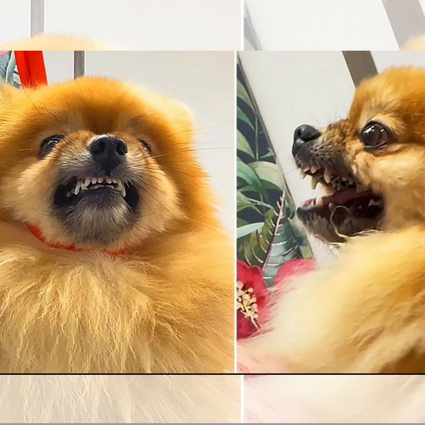 Родезийский риджбек, взрослый пёс