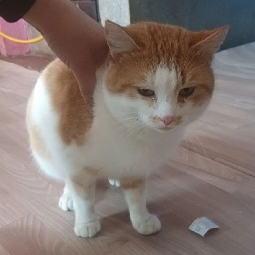 Кот Барсик