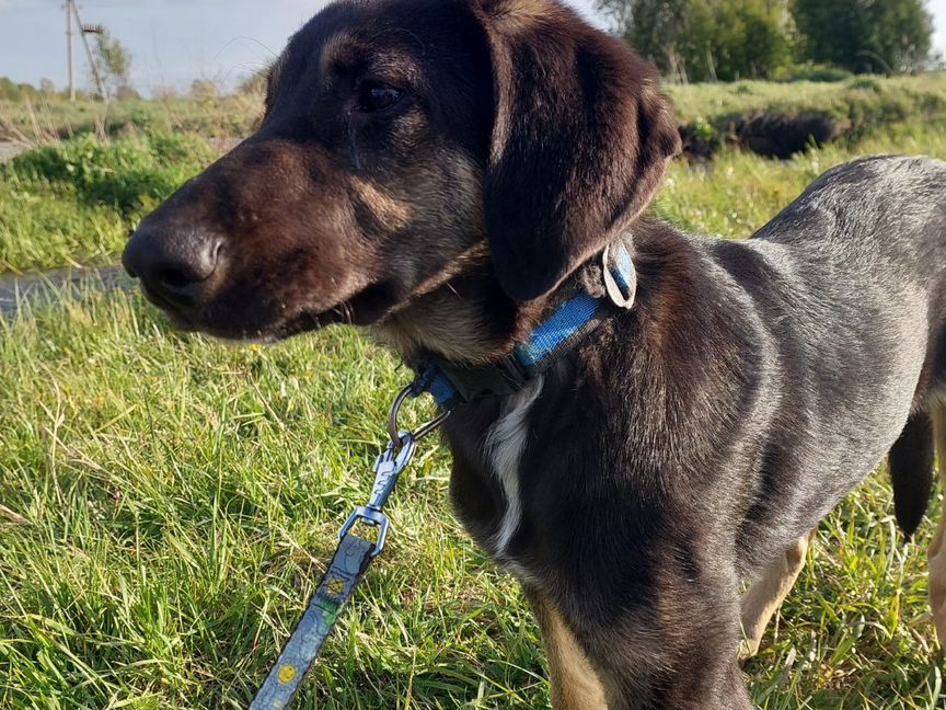 Щенок 6 мес отличный компаньон