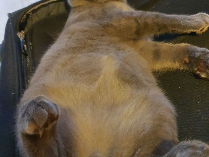 Британские вислоухие кот бесплатно