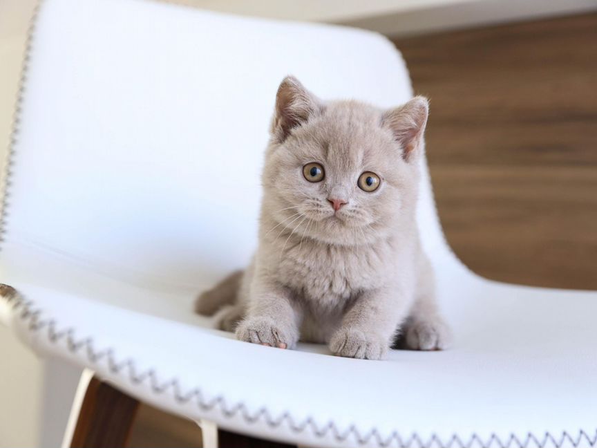 Британский мальчик BSH p