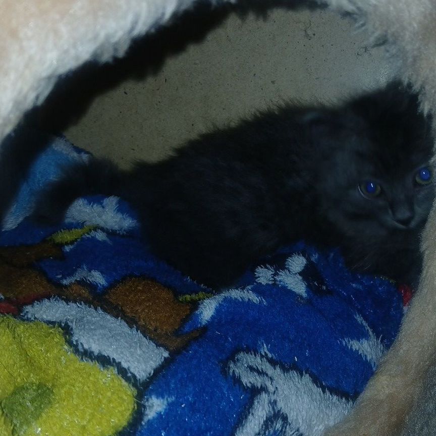 Сибирский котёнок