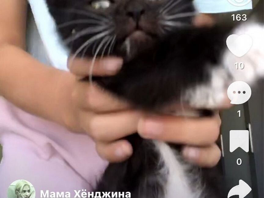 Черно белый котенок хорошенький