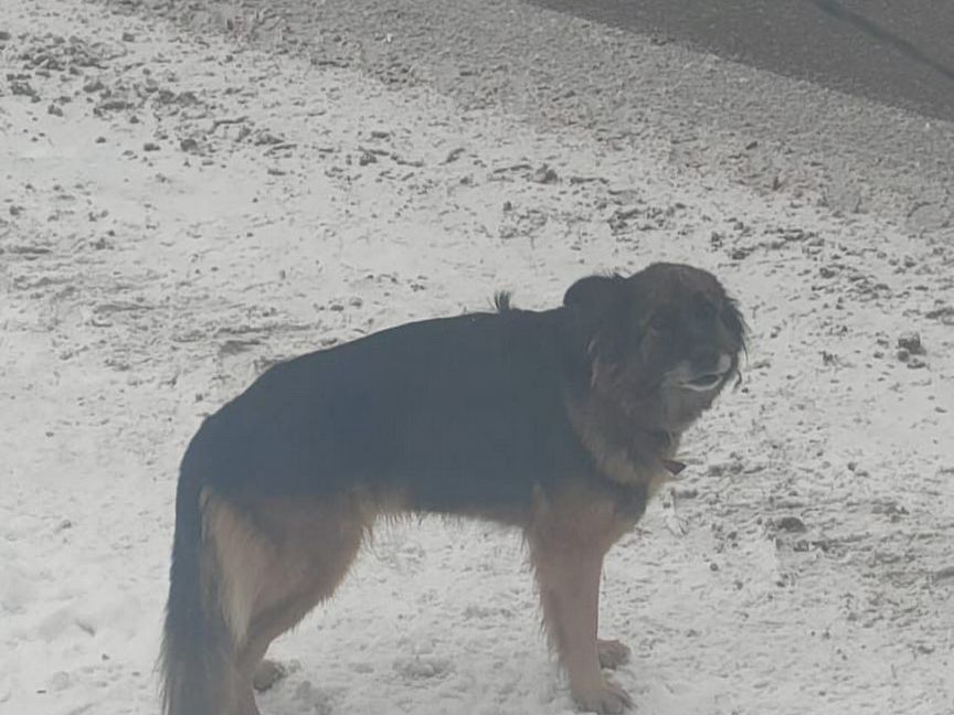 Собака ждёт у дороги свою хозяйку, которая умерла