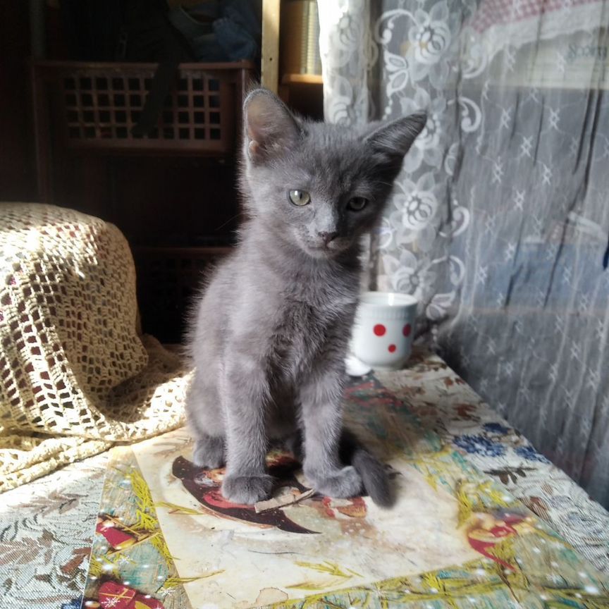 Отдам в дар котенка