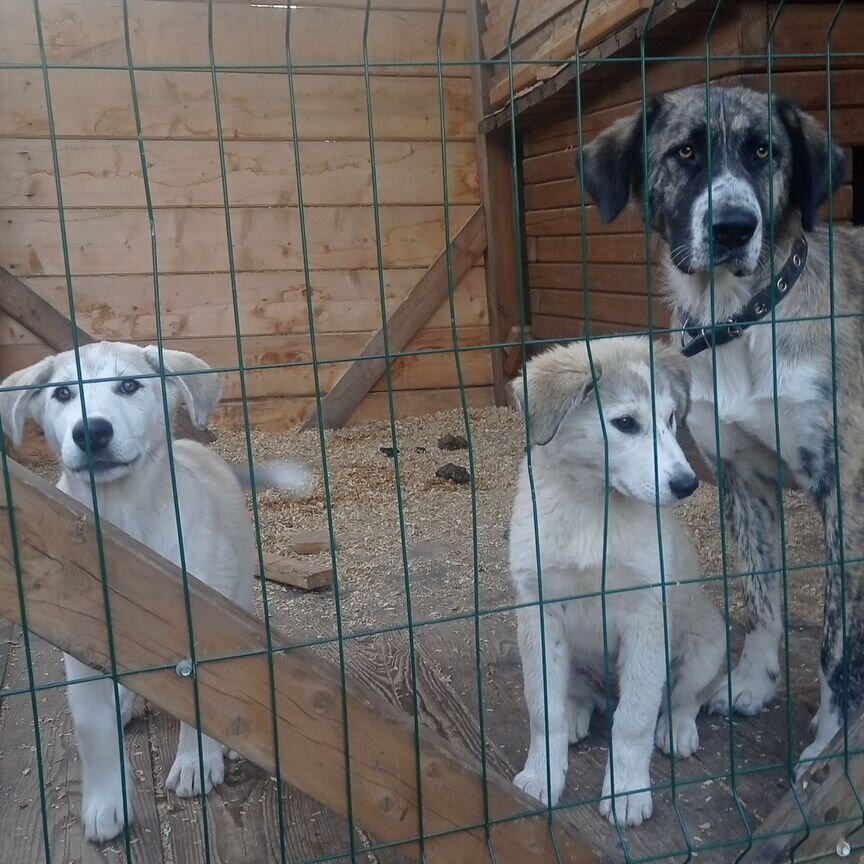 Помесь алабая