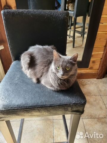 Кошка Анита в добрые руки