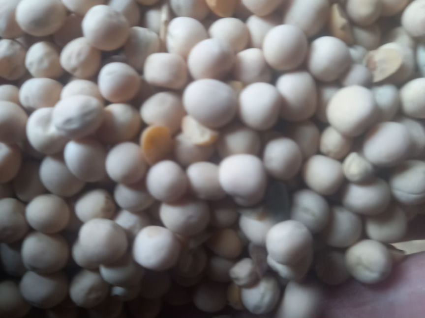 Горох кормовой оптом