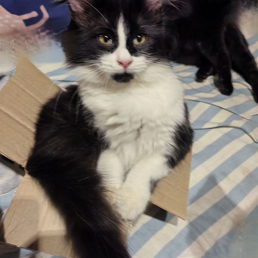 Малыши в очень добрые руки