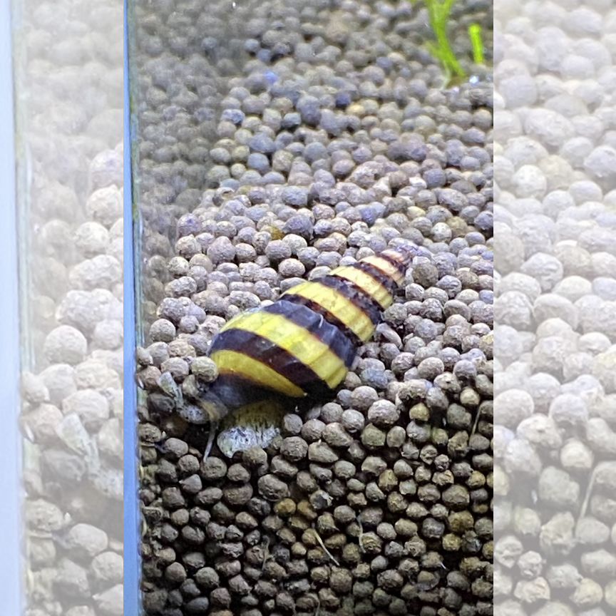 Улитка Хелены