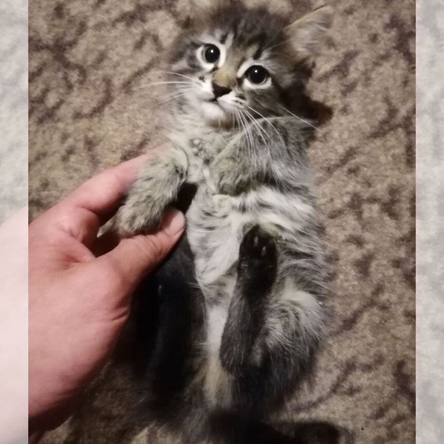 Кошечка в добрые руки
