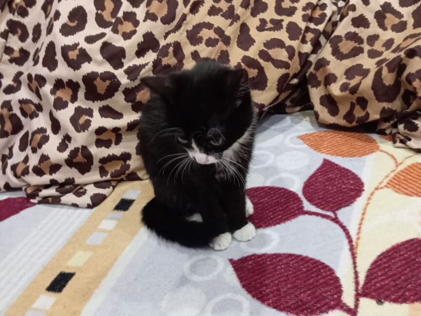 Отдадим котенка бесплатно