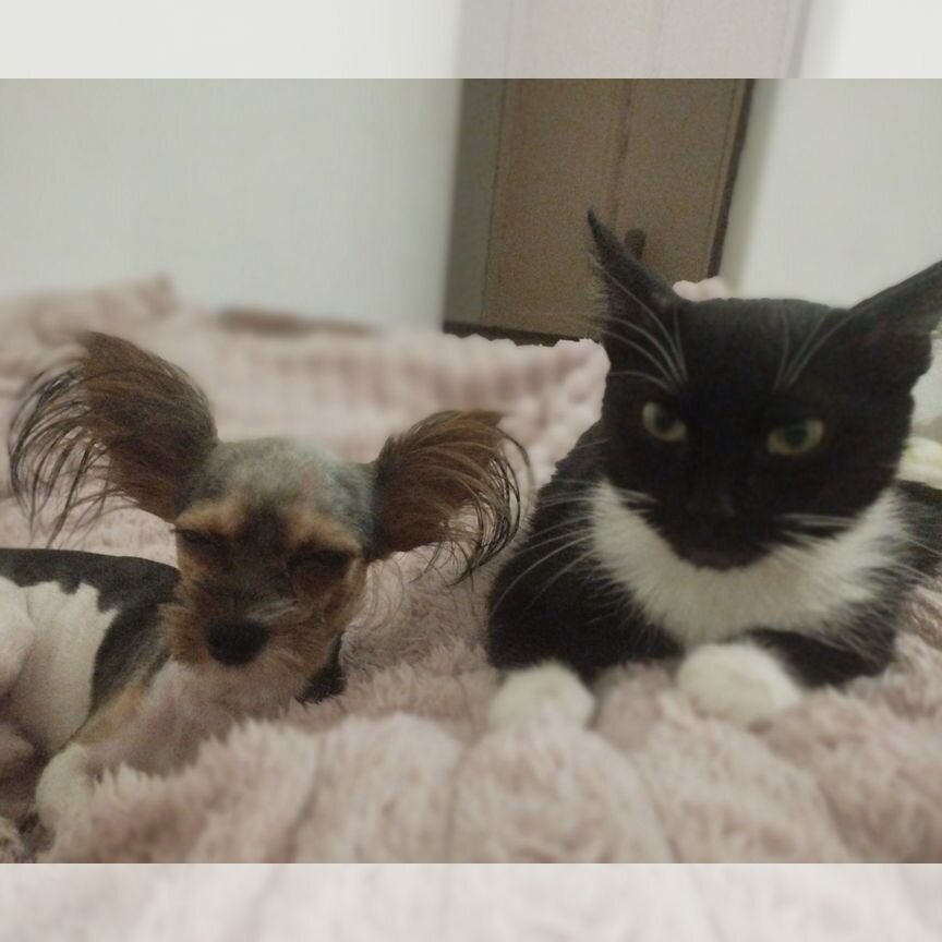 Бивер-йоркширский терьер, взрослый пёс