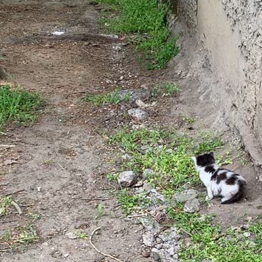 Котенок девочка потеряшка