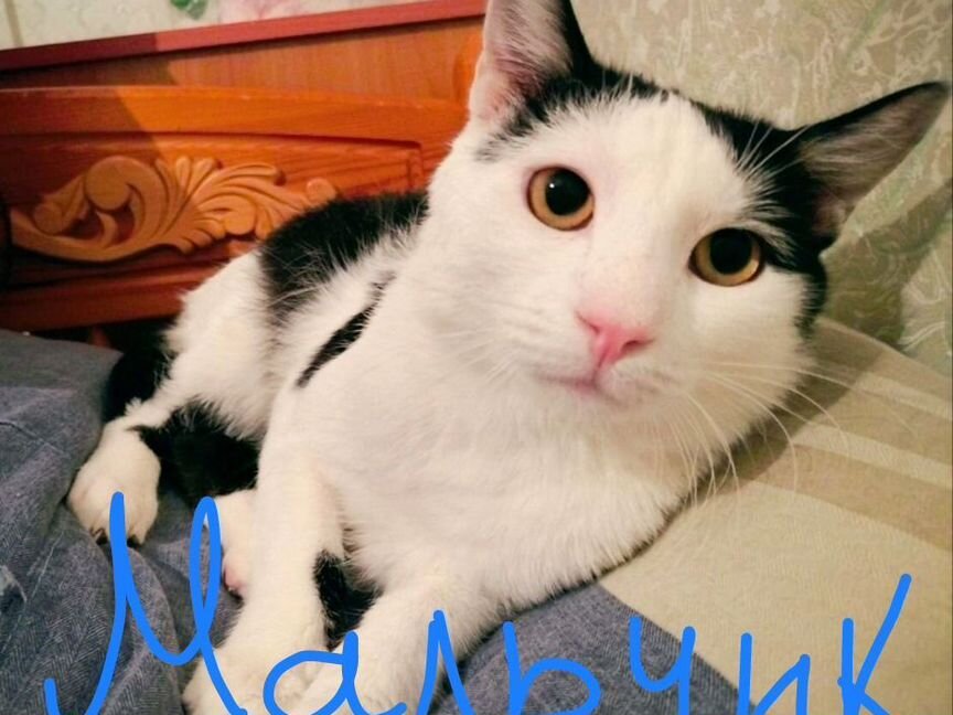Котик молодой особенный