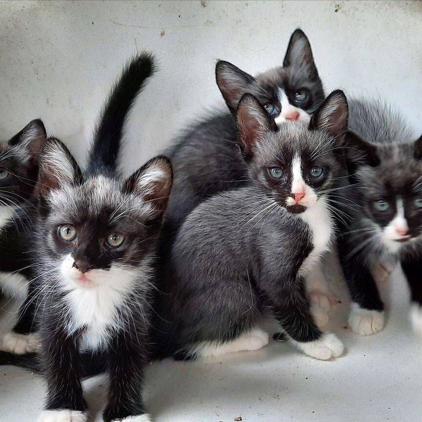 Милейшие котята