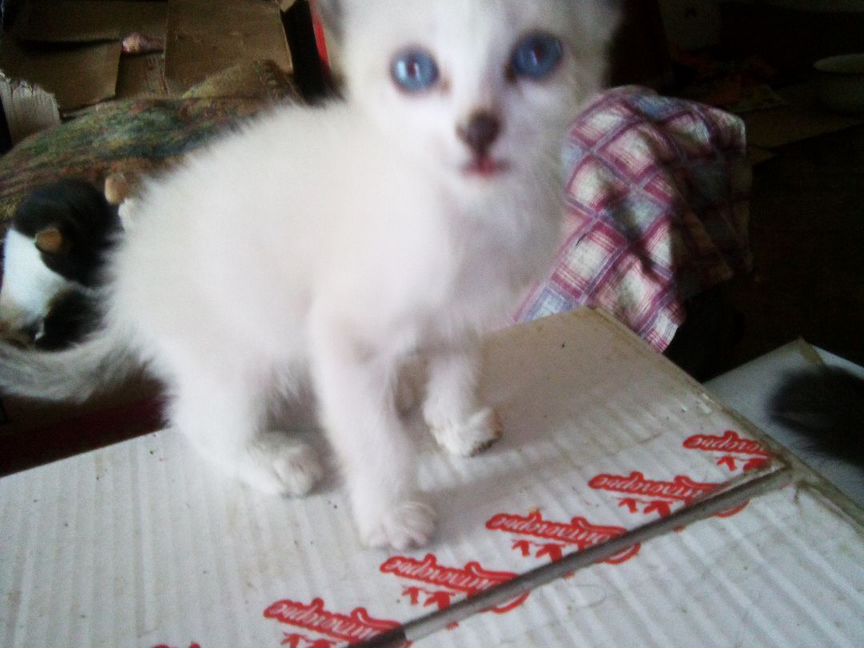 Котенок 2мес мальчик