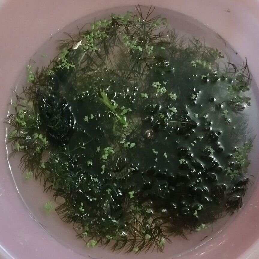 Прополка аквариума