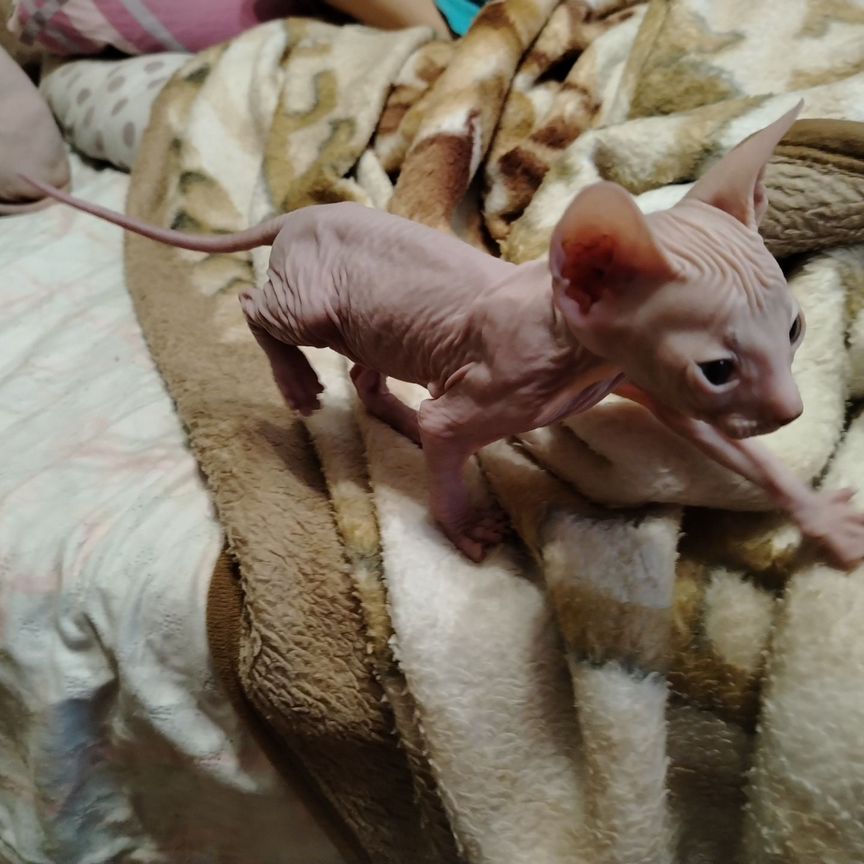 Донской сфинкс котёнок