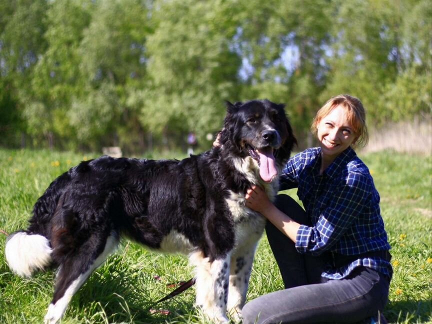 Собака в добрые руки отдам бесплатно