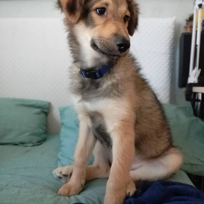 Шестимесячный Винни ищет маму