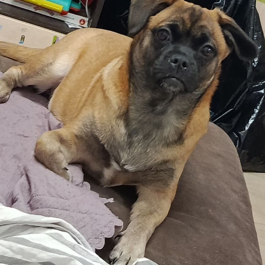 Мопс, щенок