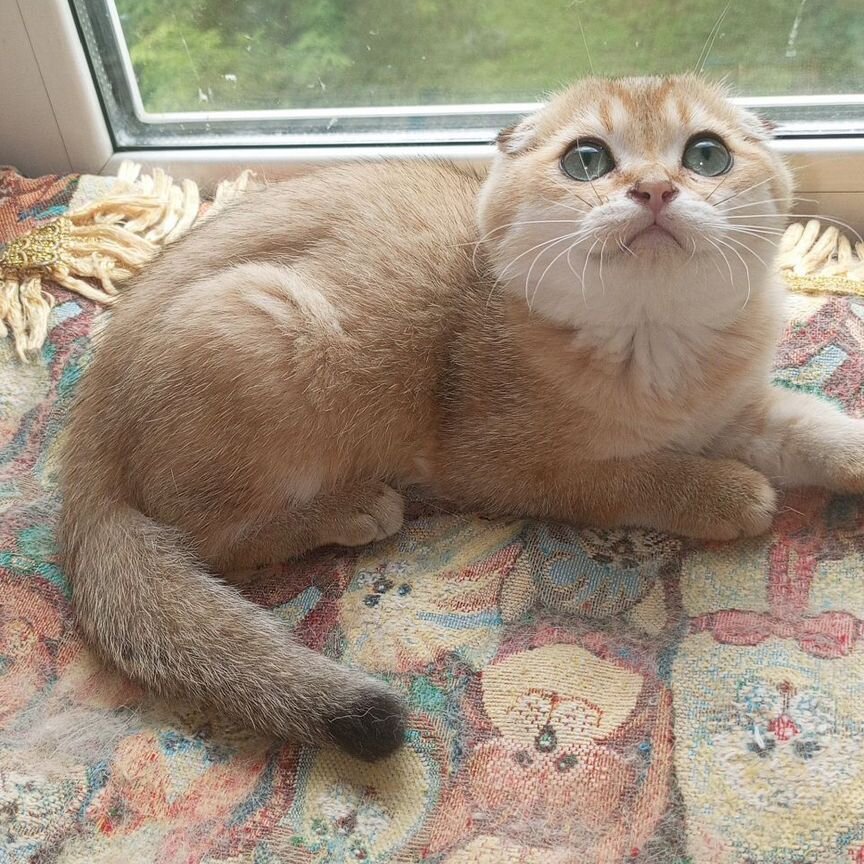 Шотландский вислоухий короткошёрстный котёнок