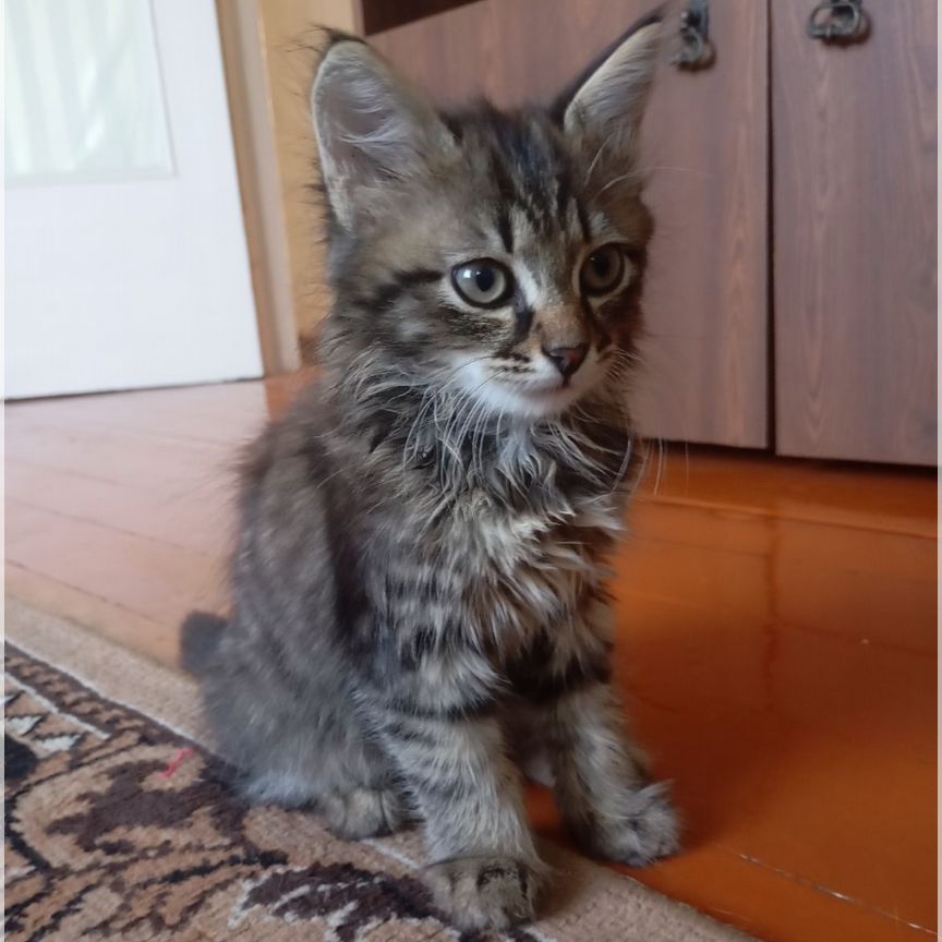 Сибирские котята