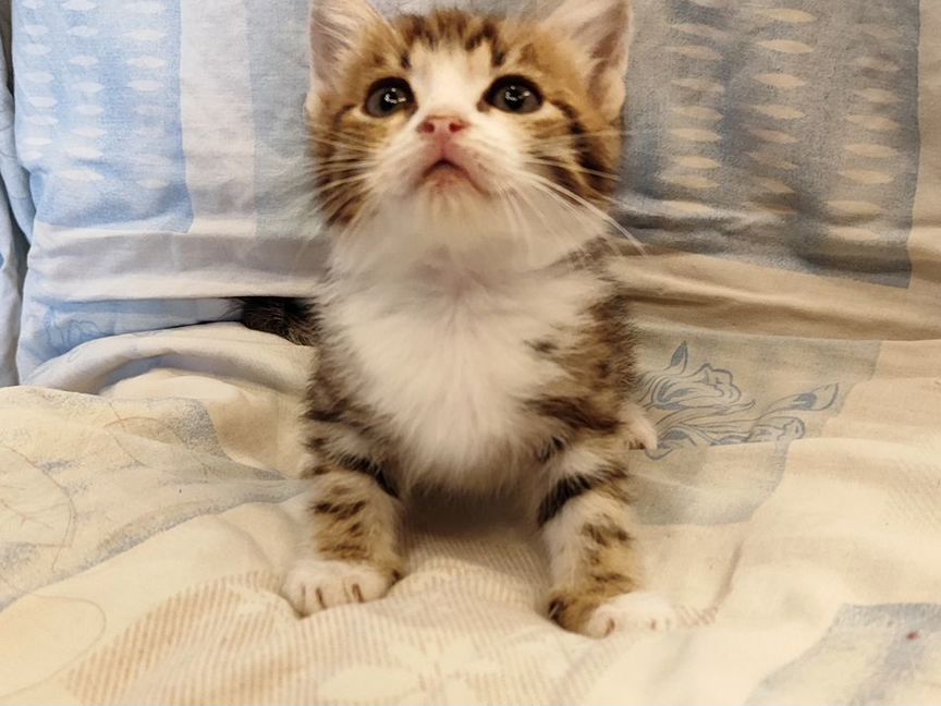 Котята